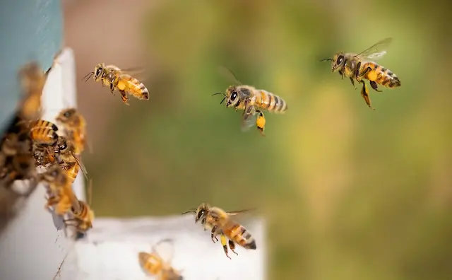 Buzz Run | Beekeeping Solutions